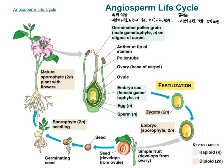 속씨식물(Angiosperm)의 생활사 : 네이버 블로그