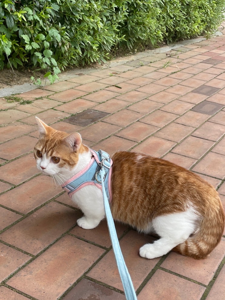 집 고양이 산책 해도 될까 네이버 블로그