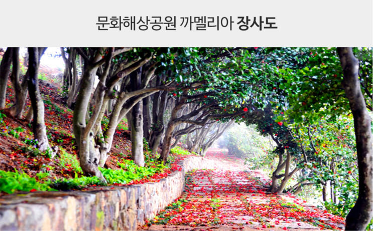 장사도 까멜리아 해상공원 동백에 물들다 동피랑 벽화마을중앙시장남망산조각공원 네이버 블로그