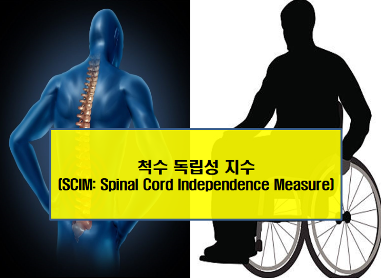 척수 독립성 지수(SCIM: Spinal Cord Independence Measure) : 네이버 블로그