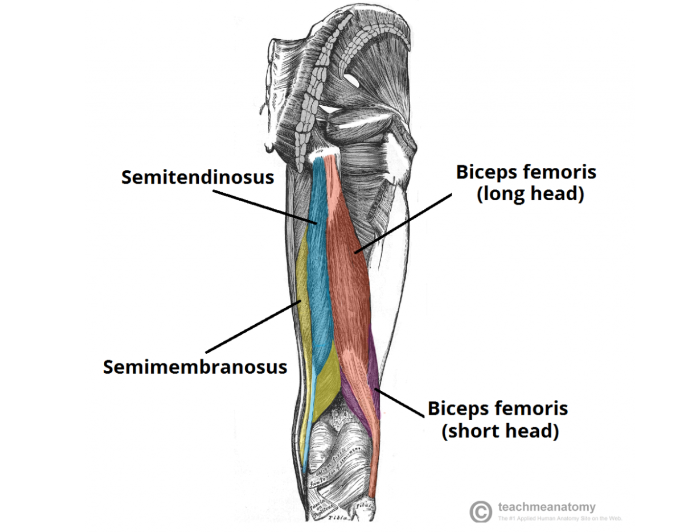 [하남pt]햄스트링 : 네이버 블로그