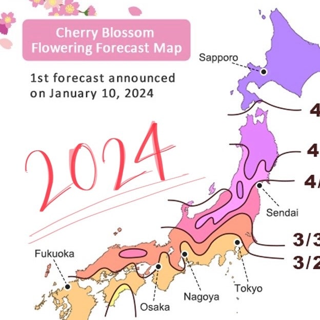 2024 일본 벚꽃 개화시기 첫 공식 발표 (1월 10일) 도쿄 교토 오사카 후쿠오카 여행 : 네이버 블로그
