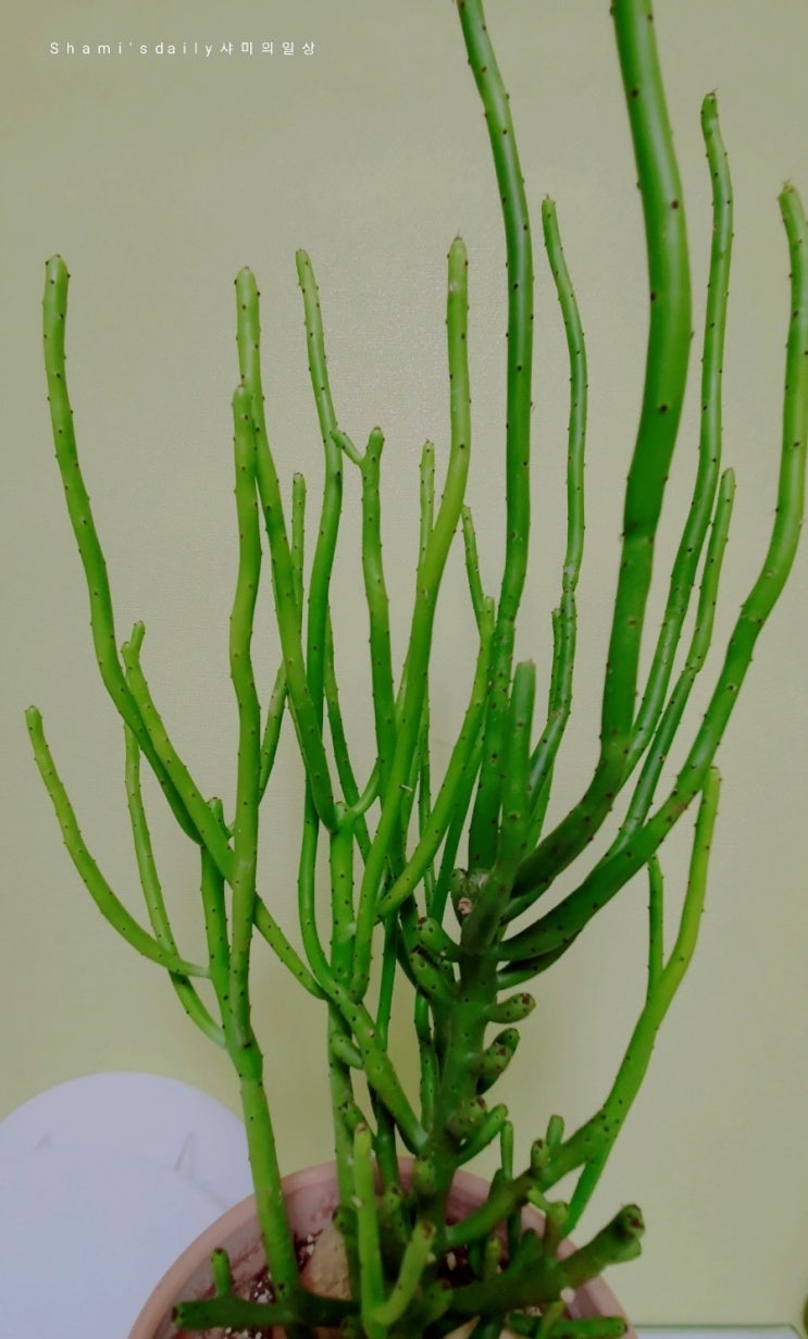연필 선인장의 폭풍 성장 산호초 수형 만들기 : 네이버 블로그
