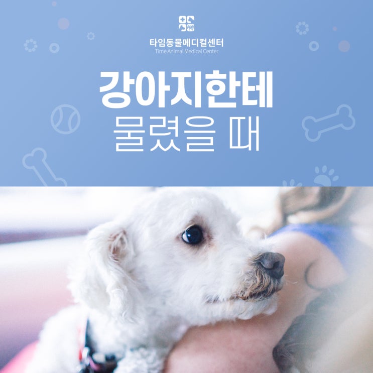 강아지한테 물렸을때 대처 방법과 예방법 네이버 블로그