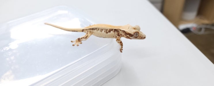 릴리화이트 선주비원더님 크레스티드게코 고퀄 릴리화이트 성장기록입니다서울크레분양울산크레분양크레스티드게코분양릴리화이트