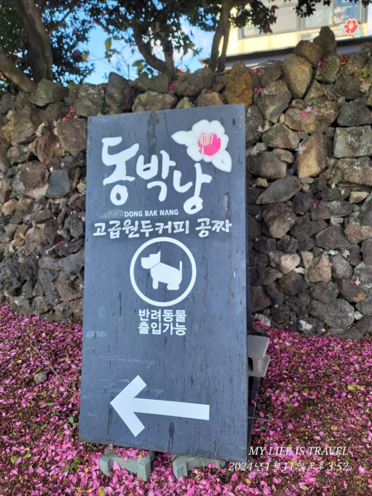 겨울제주가볼만한곳 동백꽃명소 동박낭 인생샷 네이버 블로그