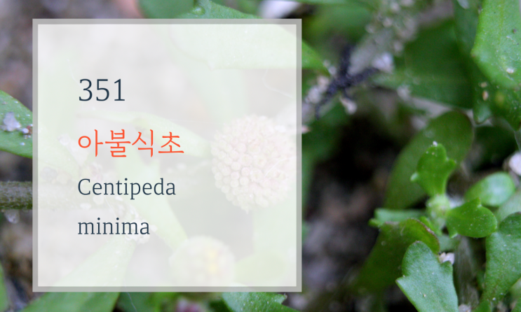 351 아불식초, 중대가리풀 (Centipeda minima), 현대한의학으로 이해하기! (2024.01.12. 수정 ...
