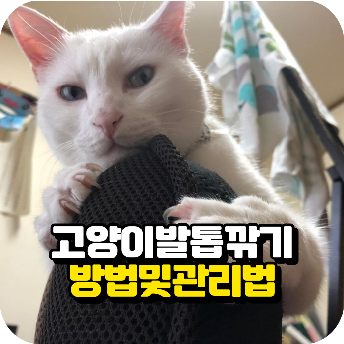 고양이 발톱깎기 방법 발톱관리 및 발톱깎는 횟수 네이버 블로그