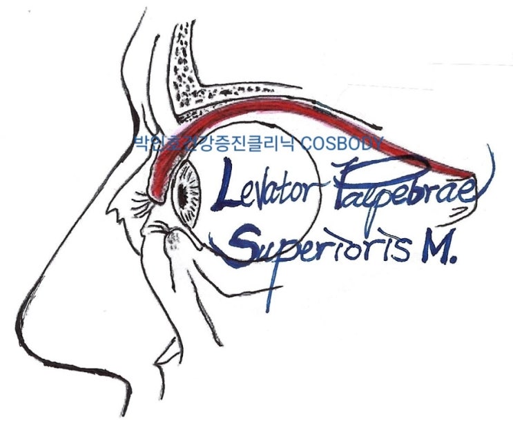 기능해부학 ⭐️03 위눈꺼풀올림근 ; 상안검거근 Levator Palpebrae Superioris : 네이버 블로그