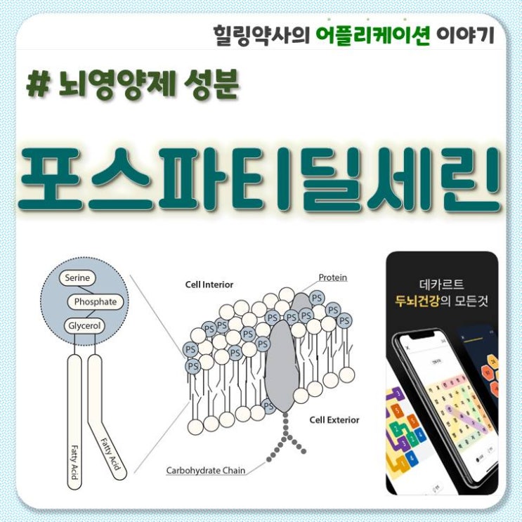 치매 뇌영양제 포스파티딜세린 데카르트 치매예방 어플 네이버 블로그
