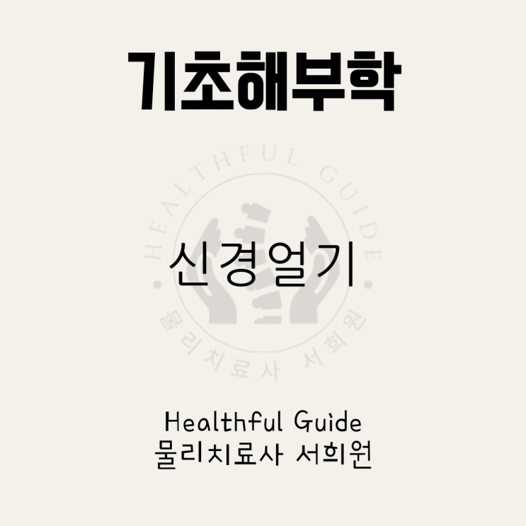 기초 해부학 목 팔 허리 엉치신경얼기 네이버 블로그