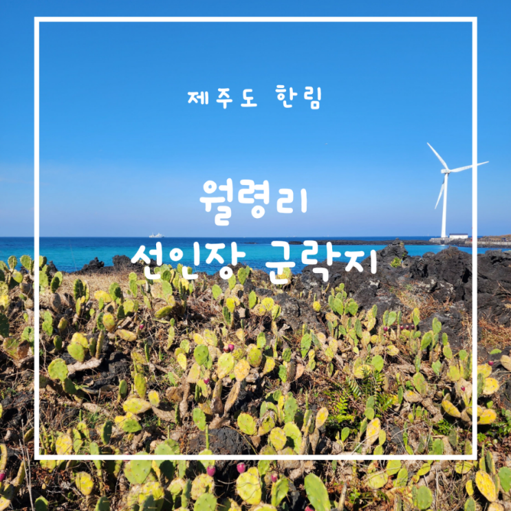 제주 서쪽 코스 산책하기 좋은 곳 월령리 선인장 군락 네이버 블로그