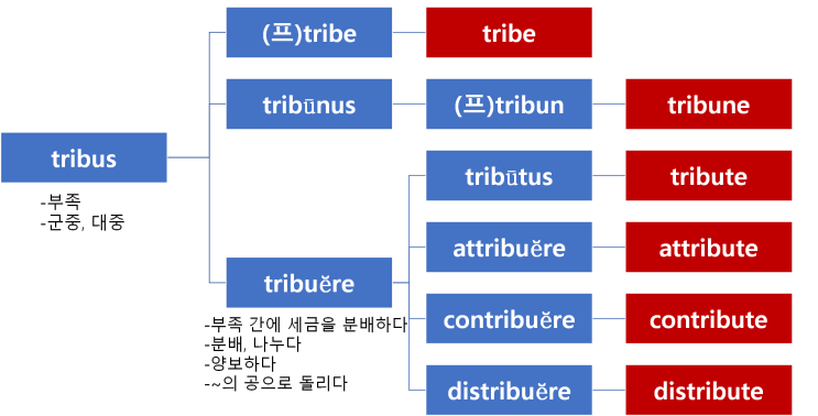 tribe와 어원이 같은 단어 : tribe, tribune, tribute, attribute, contribute ...