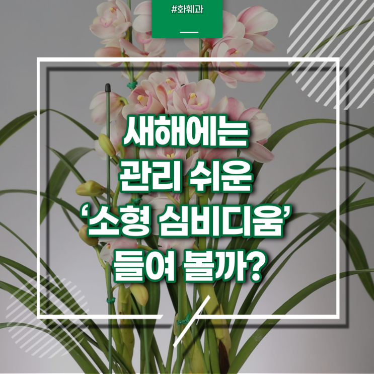 새해에는 관리 쉬운 ‘소형 심비디움 들여 볼까 네이버 블로그