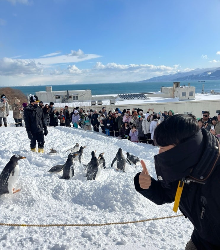 동그리둘 여행 삿포로 자유여행 Day3 오타루수족관 가는법 오타루수족관 버스시간표 펭귄워크and 펭귄산책 삿포로이치란라멘