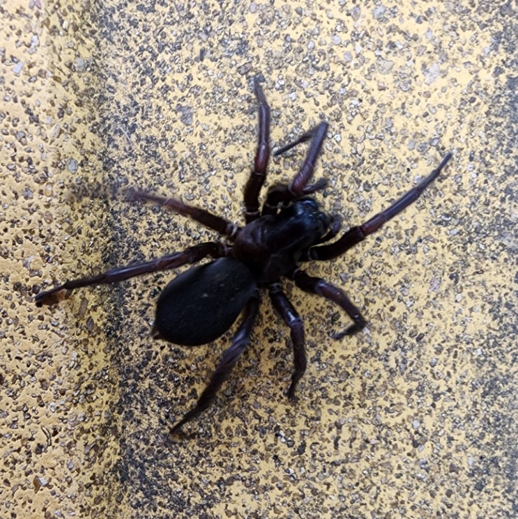 한국깔때기거미(암컷) : 네이버 블로그