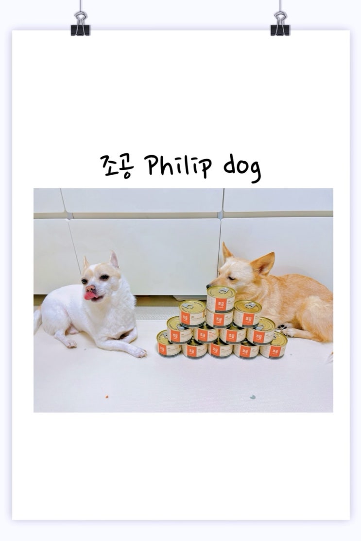 조공 필로독 philo dog 강아지 영양가득 강아지 습식사료 : 네이버 블로그
