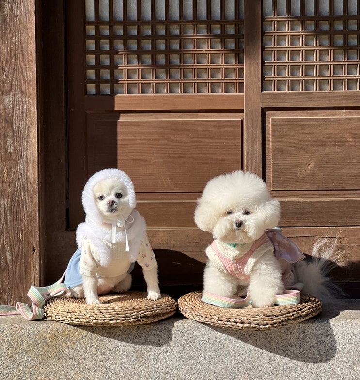 강아지 한복 명절 설빔 배자 애견한복은 코코리베 강아지옷 네이버 블로그