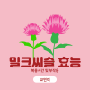 밀크씨슬 효능 복용시간 및 부작용여자 자궁건강 검토 네이버 블로그