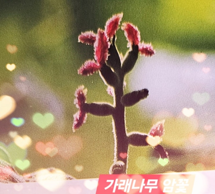 가래나무효능 가래나무 열매 활용방법 만물박사 총정리 대공개 네이버 블로그