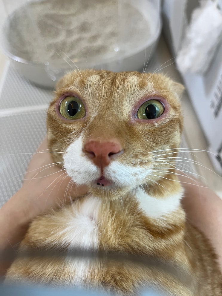 로얄캐닌 하이포알러제닉 고양이 알러지 사료 후기 : 네이버 블로그