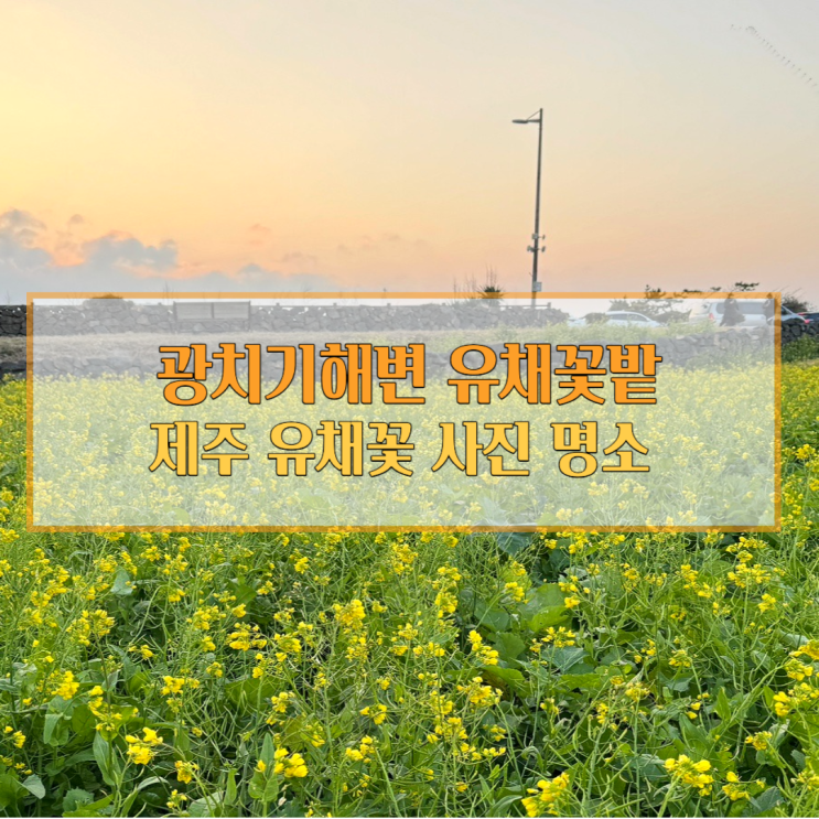 제주 광치기해변 유채꽃밭 유채꽃 개화 시기 사진 명소 네이버 블로그