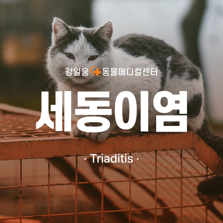 세동이염 (Triaditis) : 네이버 블로그