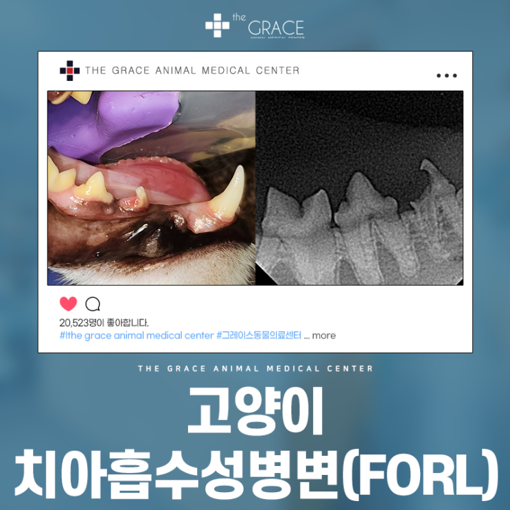 고양이 치아흡수성병변(FORL) 육안 사진과 영상검사 사진 : 네이버 블로그