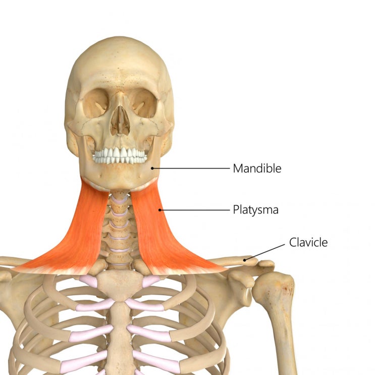목의 근육 muscles of neck : 네이버 블로그