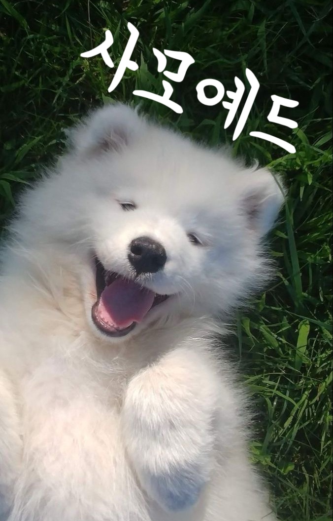 중형견 종류 사모예드 성격 털빠짐 기본정보 알고 입양하기 네이버 블로그