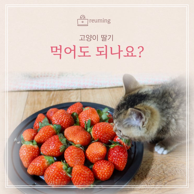 고양이 딸기 먹어도 되는 과일이지만 주의할 점 있어요 네이버 블로그