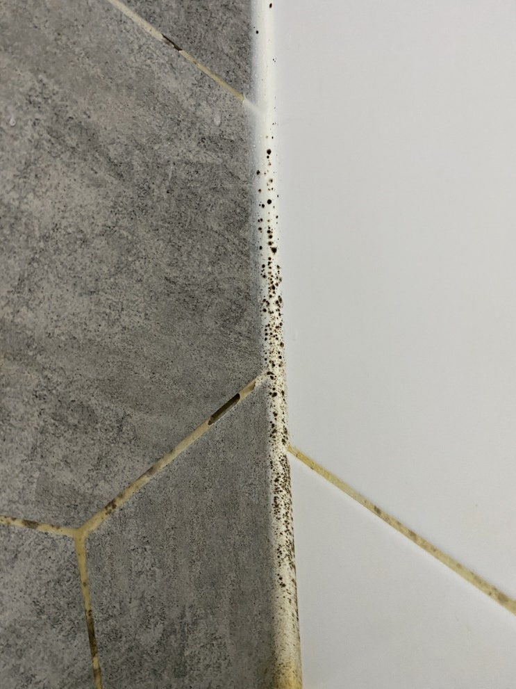 분사타입 곰팡이제거제 화장실 창틀 틈새까지 제거 네이버 블로그