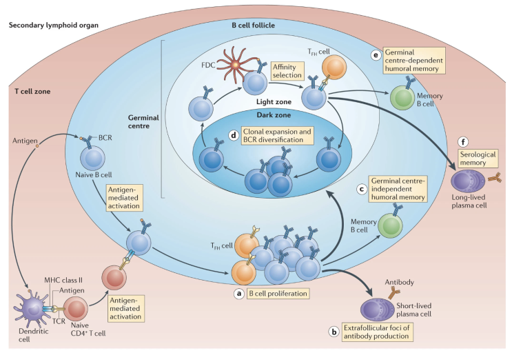 Plasma cell & memory B cell : 네이버 블로그