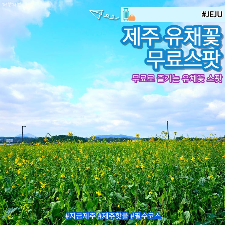 제주도 2월 유채꽃 명소 무료스팟 삼달리 촬영지 유채꽃밭 네이버 블로그