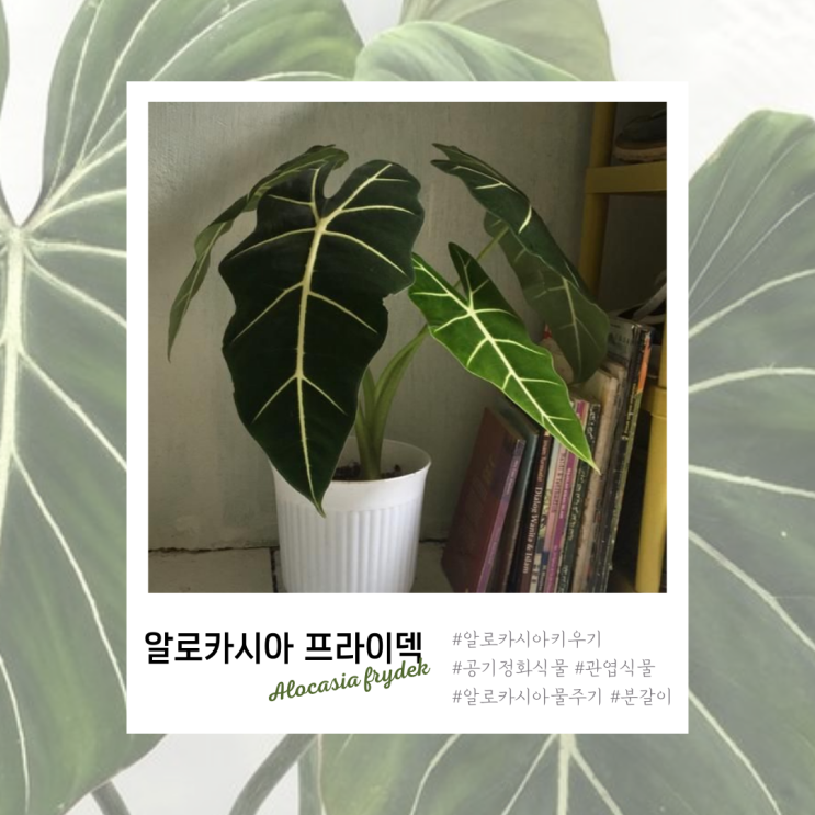 알로카시아프라이덱 키우기 물주기 분갈이 플렌테리아 실내관엽식물 종류 추천 공기정화식물 네이버 블로그