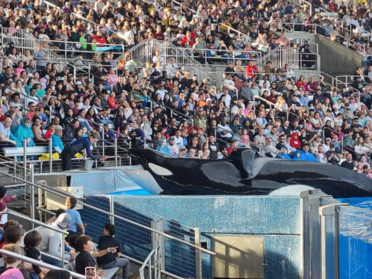 [플로리다] 올랜도 II (2024.01.07) - 역시 올랜도 씨월드는 범고래쇼! : 네이버 블로그