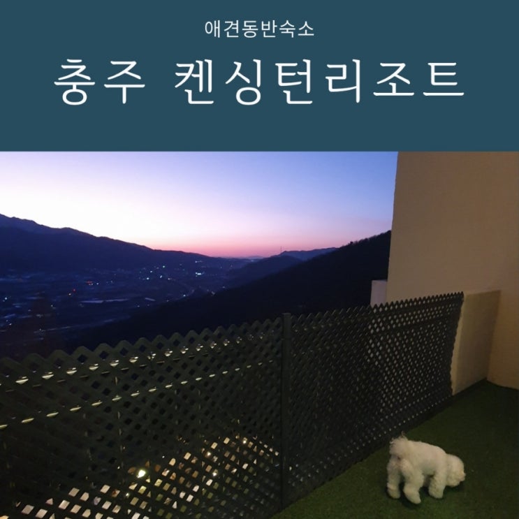 충주 켄싱턴 리조트 애견동반 후기 네이버 블로그