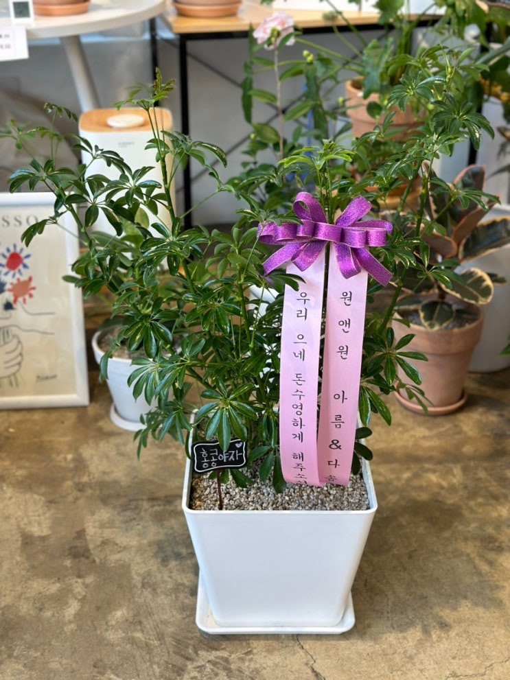 파주 운정 꽃집 오늘도 꽃 당일 개업 화분 주문 홍콩야자 동패동 꽃집 네이버 블로그