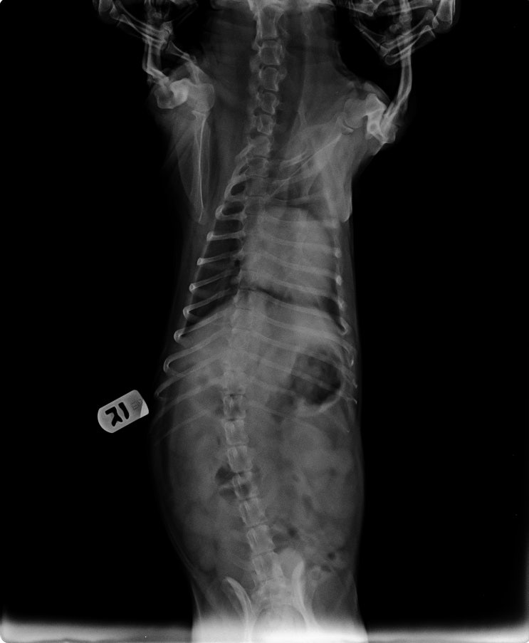 타원에서 항문 농양 (Anal sac abscess)수술 후 6개월 동안 통증 호소 : 네이버 블로그
