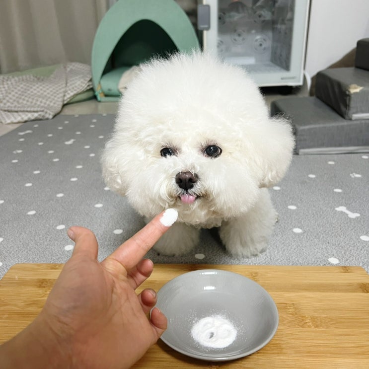 애견 유산균 추천 변비 관리에 면역력까지 강아지 영양제 하나로 네이버 블로그