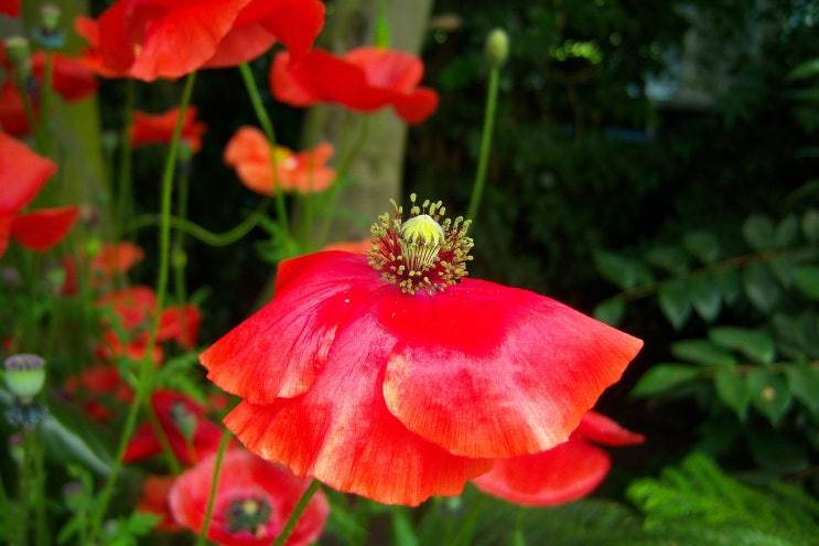 기능성위장장애(Functional gastrointestinal disorder, FGID) : 네이버 블로그