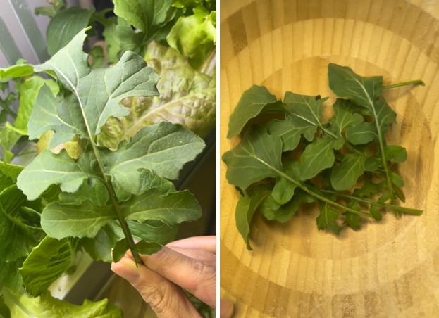 수경재배로 루꼴라 키우기 파종부터 식탁까지 팜인팜 첫 재배의 기록🍀 네이버 블로그