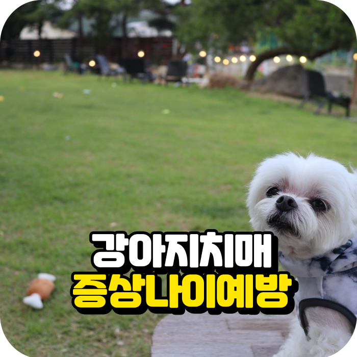 강아지 치매증상 치매걸리는 나이 치료와 예방 네이버 블로그
