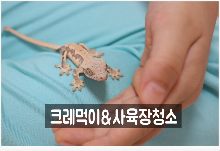 크레스티드게코도마뱀키우기 아이와 사육장 청소하고 먹이주기 네이버 블로그