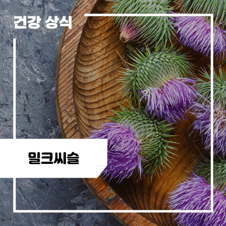 밀크씨슬 효능 및 효과 5가지 복용시간 부작용 밀크시슬 추천 네이버 블로그