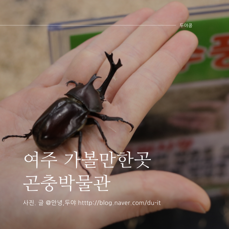 경기도 여주 아이와 가볼만한곳 체험 많아서 좋았던 곤충박물관 네이버 블로그