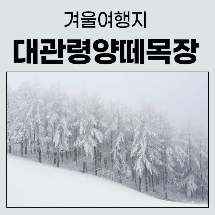 강원도 여행 대관령 양떼목장 겨울 풍경 네이버 블로그