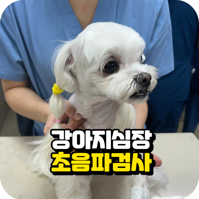 강아지 심장초음파 검사방법 검사비용 네이버 블로그