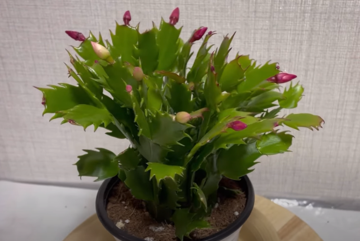 게발선인장 분갈이, 물주는법, 지지대세우기 : 네이버 블로그