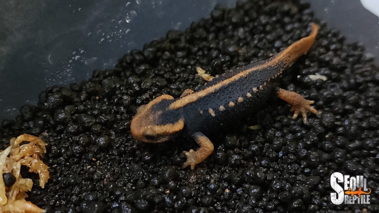 [23KRCB] 엠페러 크로커다일 뉴트, 베이비 TL 7cm± Emperor Crocodile Newt (Tylototriton ...